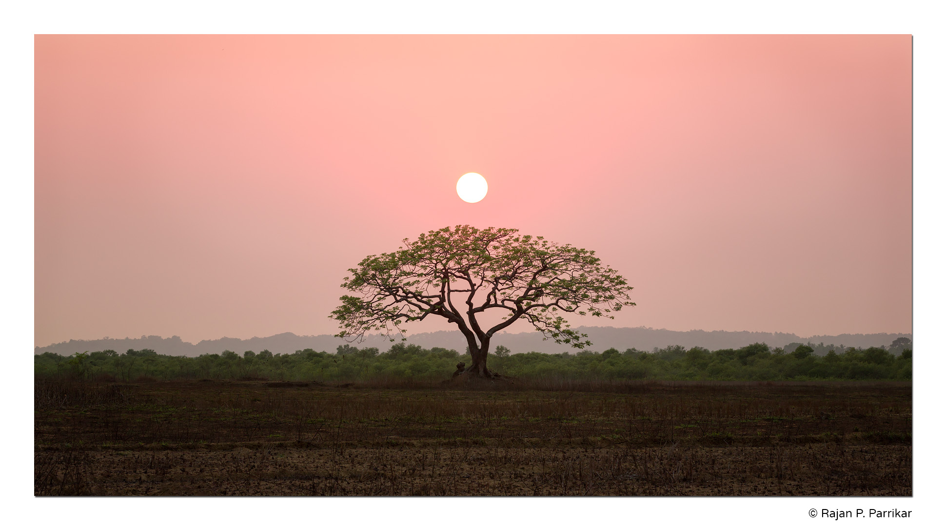 Divar-Lone-Tree-Sunset-Goa