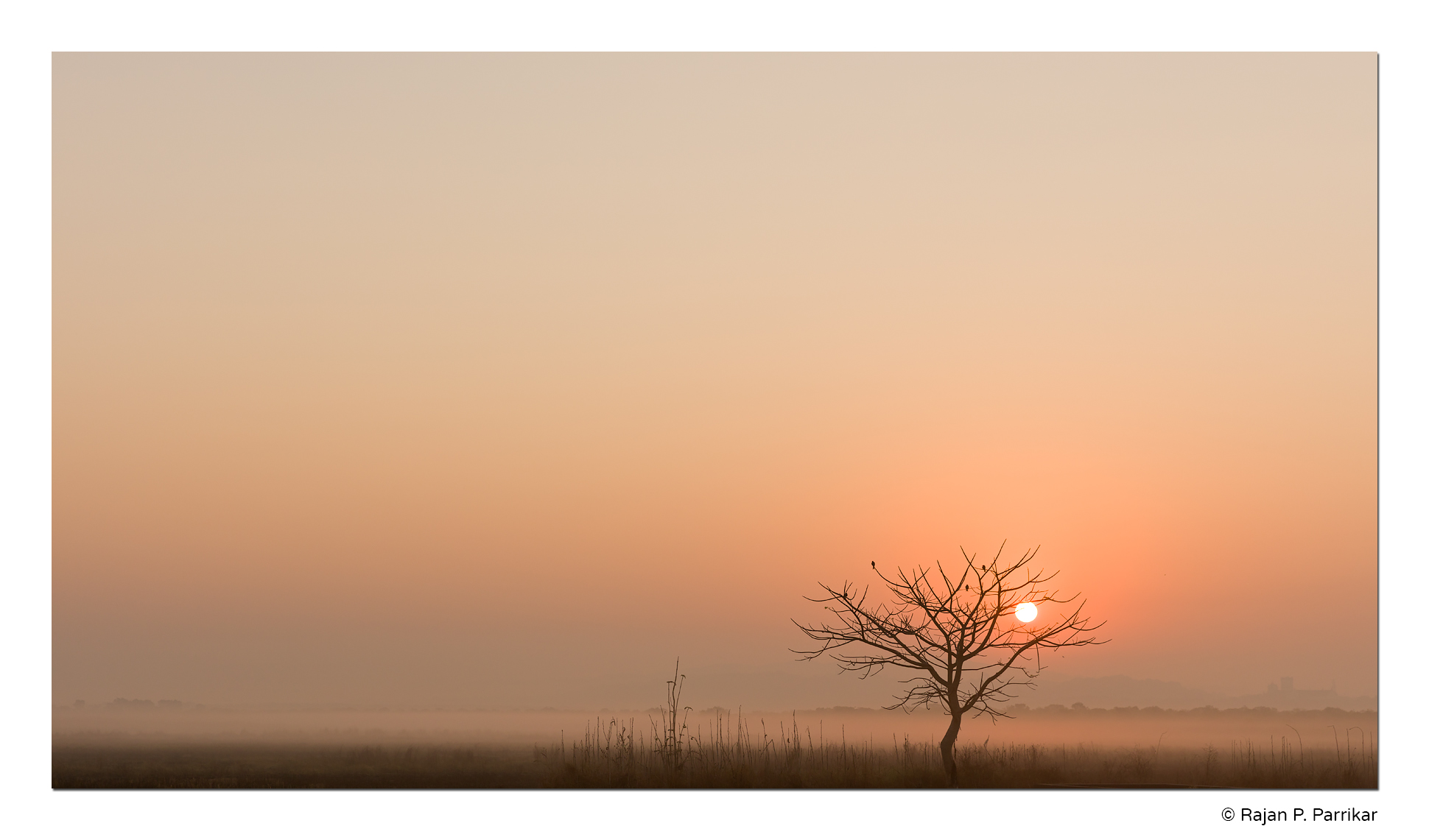 Divar-Sunrise-Tree-Goa