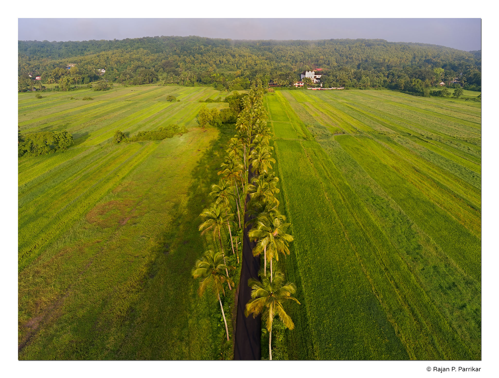 Parra-Goa-Coconut-Tree-Road-Aerial