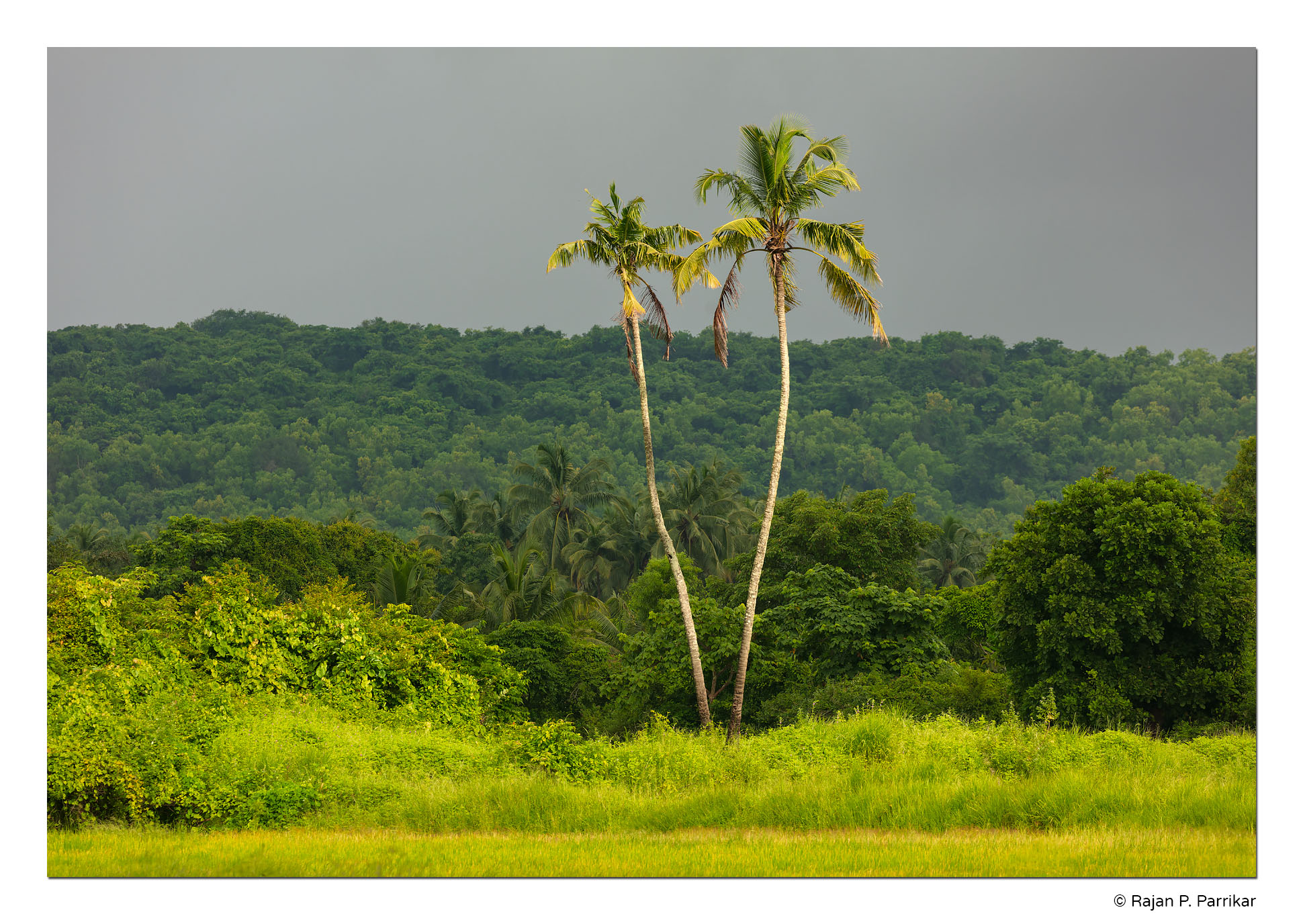 Saligao-Coconut-Trees-Monsoon-Goa
