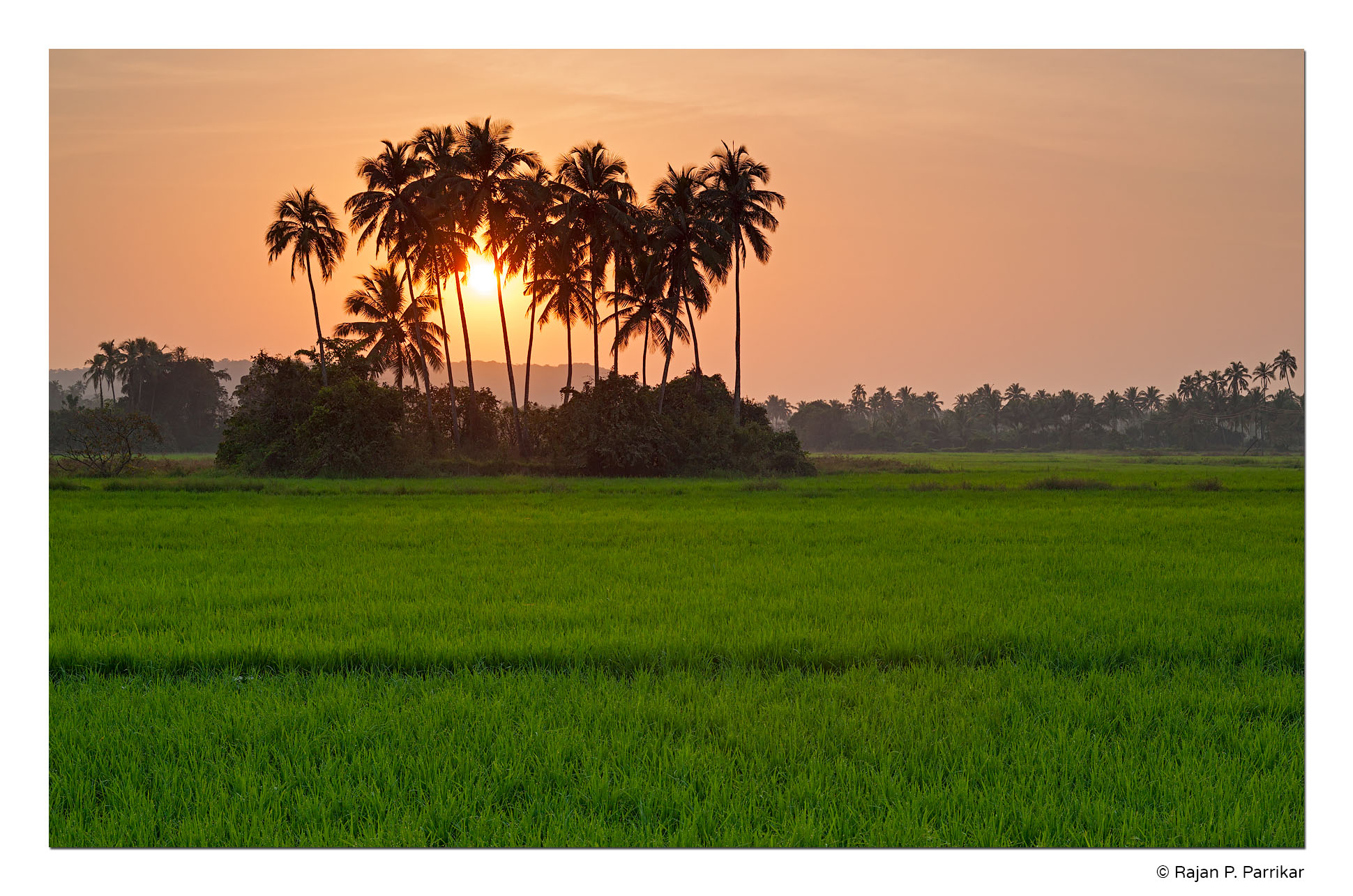 Sodiem-Siolim-Field-Sunset-Goa