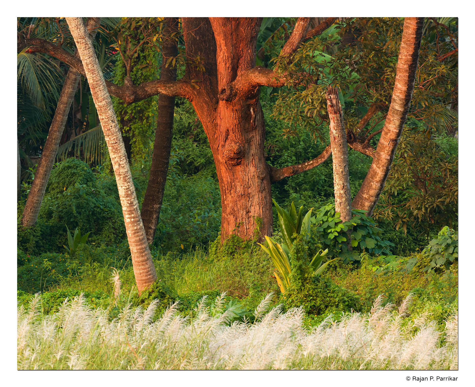 Taleigao-Mango-Tree-Goa