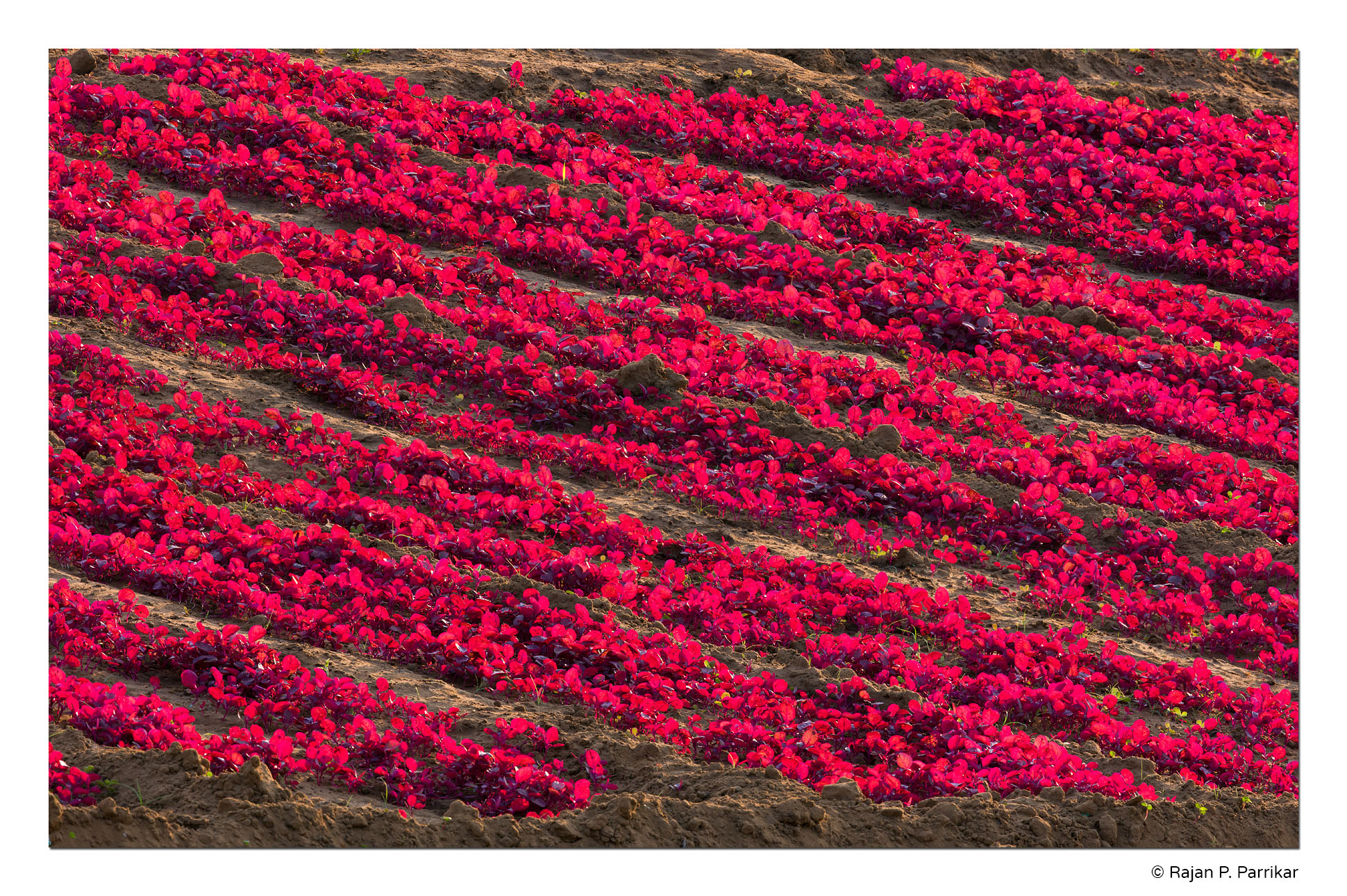 Taleigao-Tambdi-Bhaji-Backlit-Goa